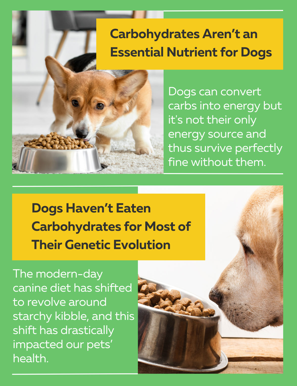 KetoNatural Pet Foods: 5 Things Every Pet Owner Should Know About ...