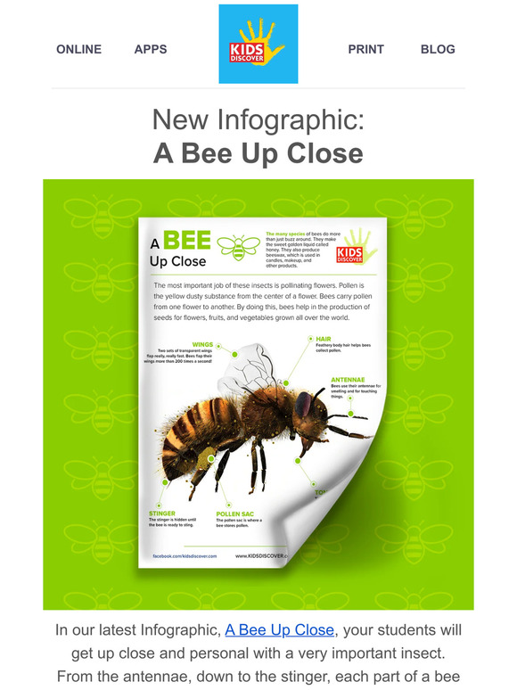 Kids Discover: New Infographic: A Bee Up Close 🐝 | Milled
