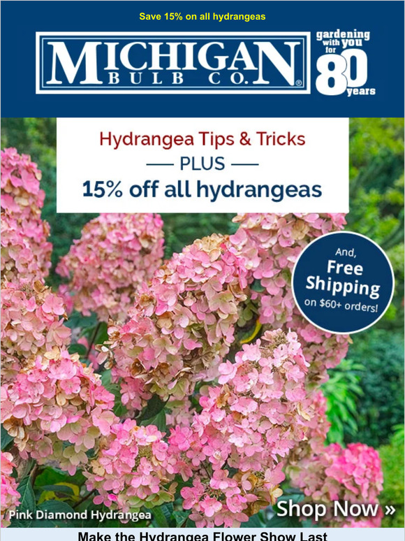 Michigan Bulb: Hydrangea tips (and savings) for summer’s end | Milled