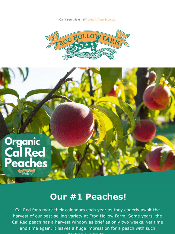 Frog Hollow Farm: Get Your Cal Red Peaches Now! 🥳🍑 | Milled