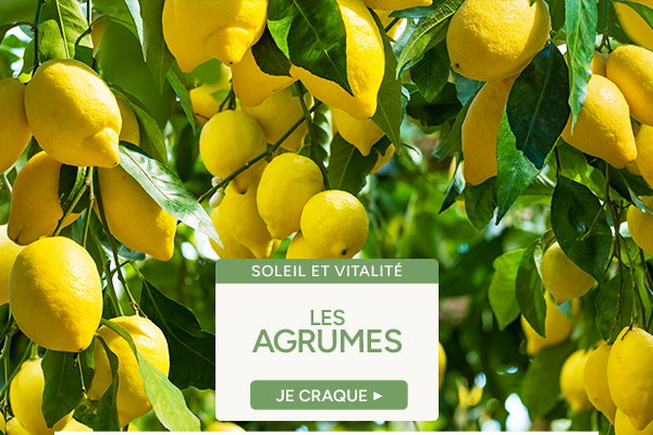 Meilland Richardier: Les agrumes, un zeste de vitalité pour votre ...