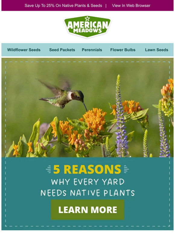 American Meadows: 5 Reasons Why Every Yard Needs Native Plants | Milled
