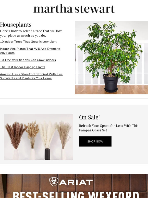 Martha Stewart: 10 Indoor Trees That Grow in Low Light | Milled
