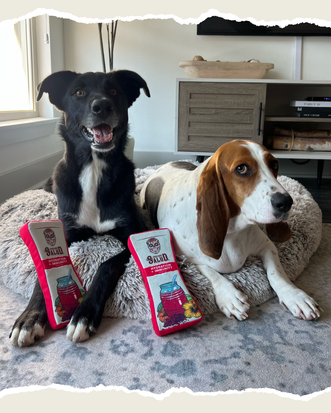 Taste Salud: It’s National Dog Day! 🐶 | Milled