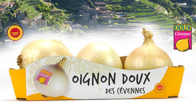 BienManger: Oignons doux des Cévennes : la nouvelle récolte est arrivée ...