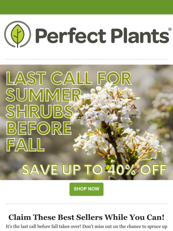 Perfect Plants Nursery: Summer Shrubs Up to 40% Off | Milled