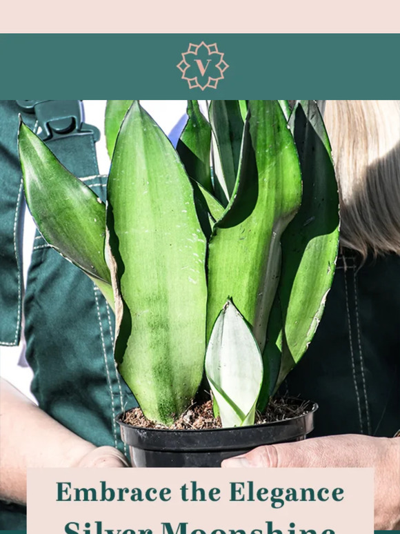 Verdant Lyfe: Spotlight on Silver Moonshine Snake Plant 🌙 | Milled