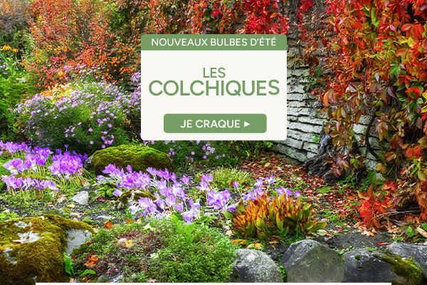 Meilland Richardier: Nouveaux : les colchiques pour fleurir votre ...