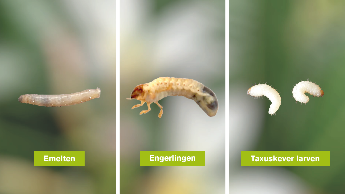 Biogroei: 🐞 Verschil tussen engerlingen, emelten en taxuskeverlarven ...