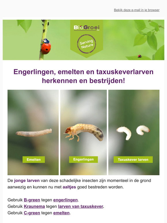 Biogroei: 🐞 Verschil tussen engerlingen, emelten en taxuskeverlarven ...