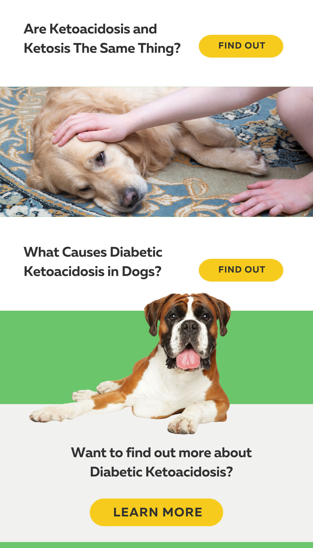 KetoNatural Pet Foods: What is Diabetic Ketoacidosis in Dogs? | Milled