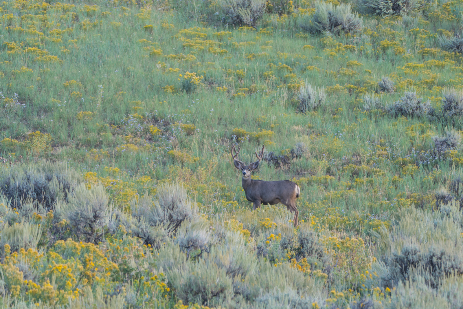 Montana Decoy: NEW PRODUCT: Muley Buck | Milled