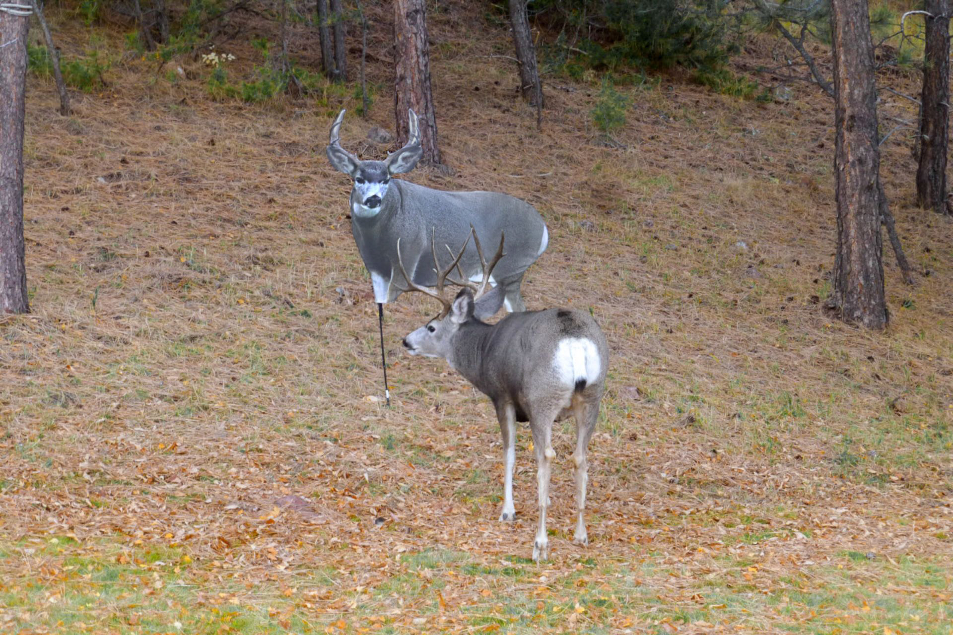 Montana Decoy: NEW PRODUCT: Muley Buck | Milled