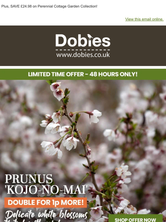 Dobies: Japanese Cherry Trees - Double up for 1p! | Milled