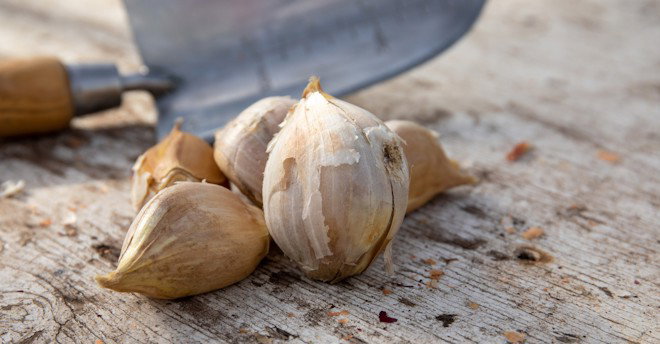 Marshalls Seeds: Elephant Garlic: A Real Garden Showstopper | Milled