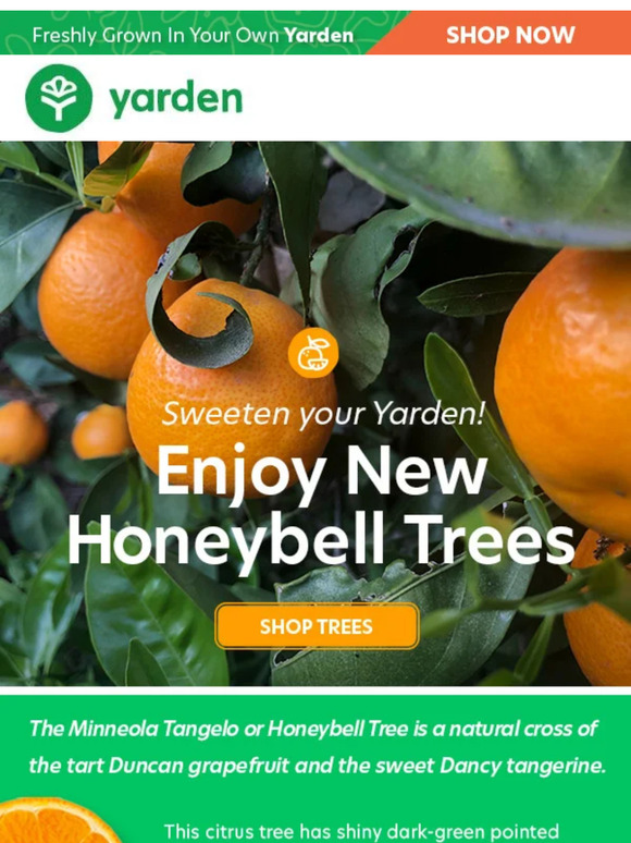 Yarden: Sweeten your Yarden with NEW Honeybell Trees! | Milled