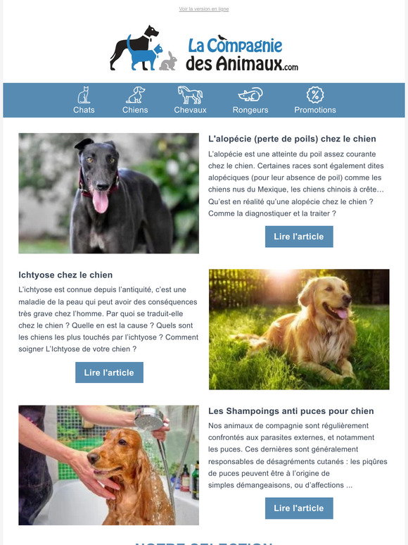 La Compagnie des Animaux: A LA UNE : L'alopécie du chien / Ichtyose ...