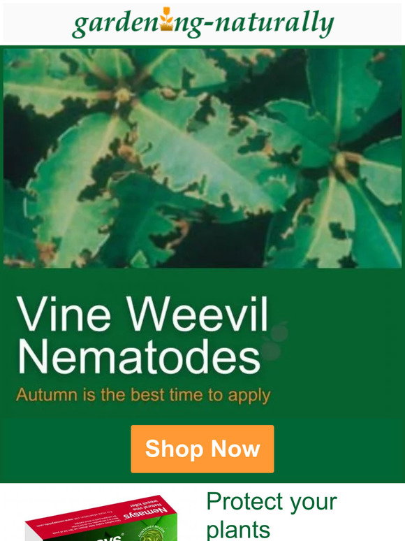 Gardening Naturally: Don't let vine weevils attack your plants!🌱🐜 | Milled