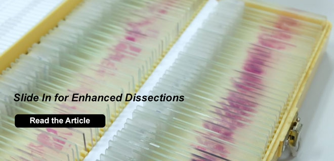 Carolina: Histology Slides That Enhance Mammalian Dissection | Milled