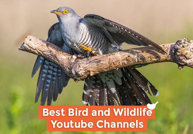 Happy Beaks: Best Bird and Wildlife YouTube Channels | Milled