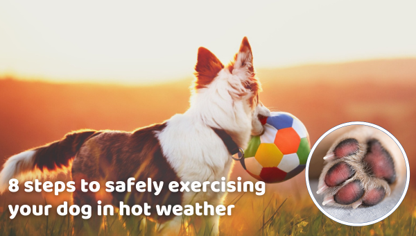 PDSA: 🥵Pet first aid for heatstroke | Milled