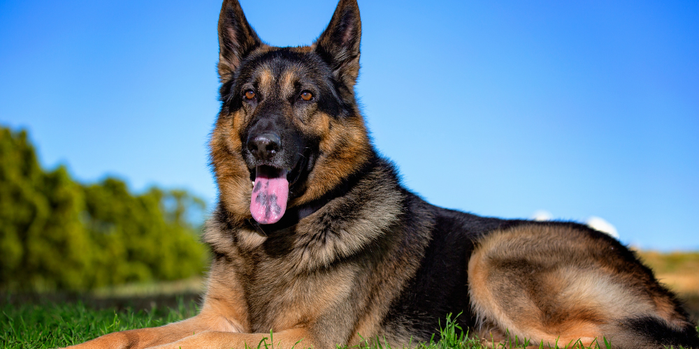 Vet Products Direct: Your Pet's Ultimate Guide To Ticks | Milled