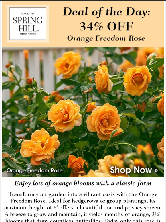 Spring Hill Nursery: Experience the Orange Freedom Rose and save 34% ...