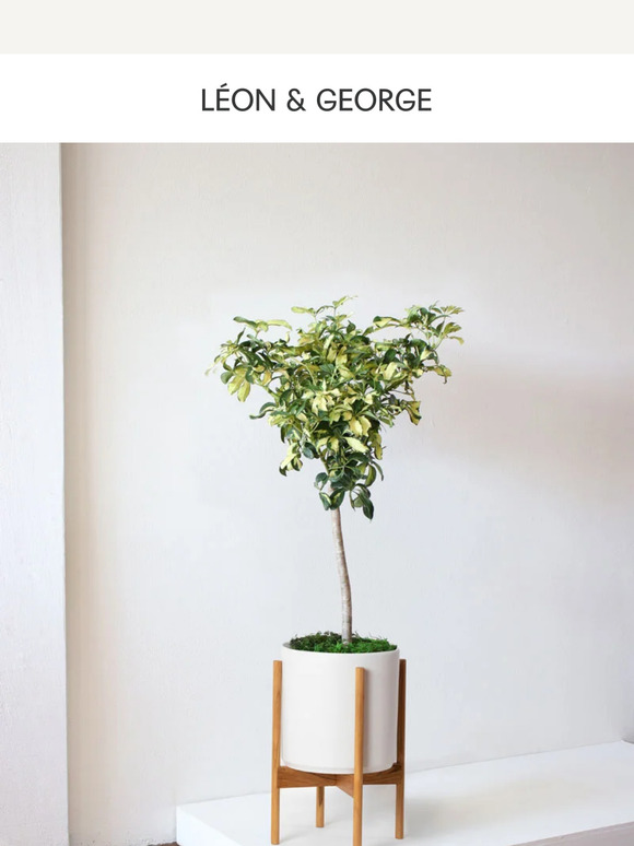 Leon & George: New! Meet the Variegated Schefflera Tree | Milled