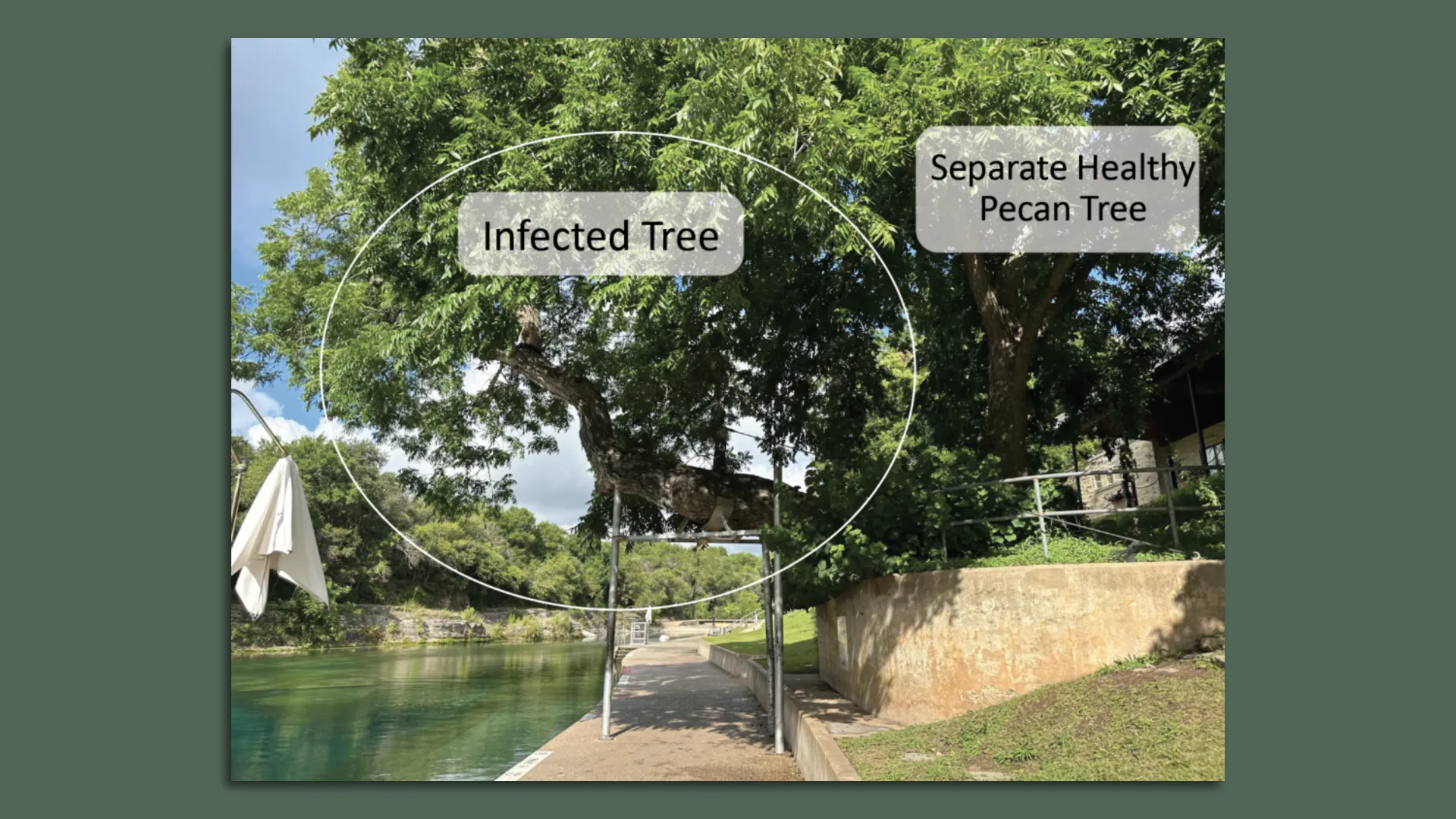 Axios: 🌳 The fate of Flo | Milled