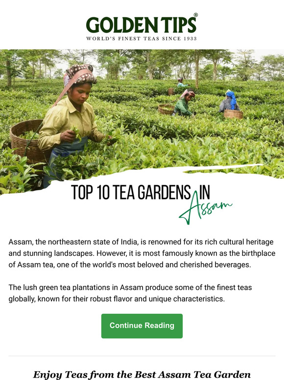Golden Tips Tea: Exploring the Richness of Assam Tea Gardens 🍃🌱 | Milled