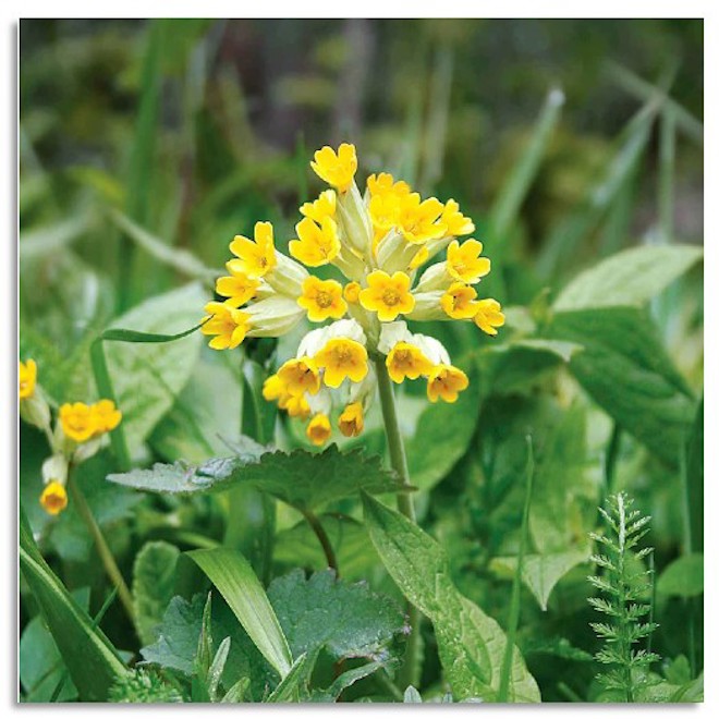 marshalls seeds: Perennial Flowers From Only 60p Each! | Milled