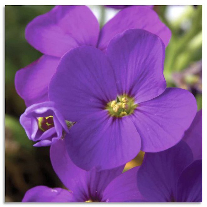 Marshalls Seeds: Perennial Flowers From Only 60p Each! | Milled