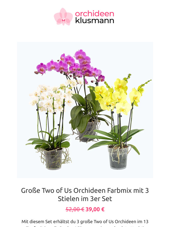 Orchideen Klusmann: 💜 Prächtige Orchideen in der Aktion | Milled