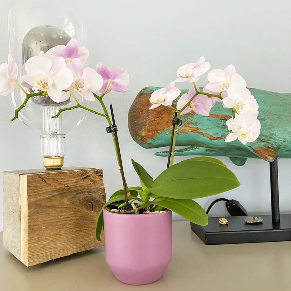 Orchideen Klusmann: 💜 Prächtige Orchideen in der Aktion | Milled