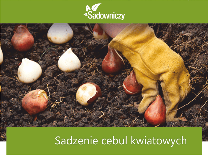 Sadowniczy: ☰ Kolejna dawka wiedzy! - Sadzenie cebul kwiatowych. | Milled