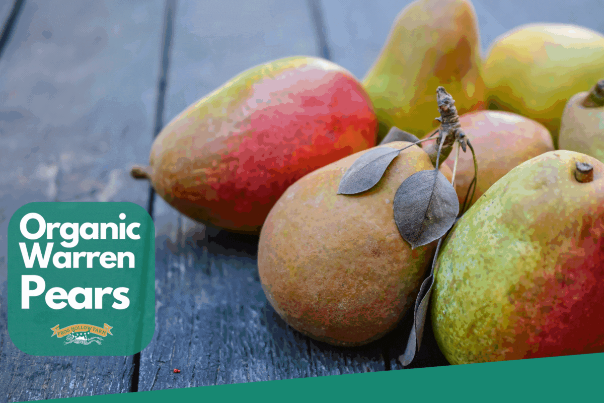 Frog Hollow Farm: Organic Warren Pears! Now Available! 🥳🍐 | Milled