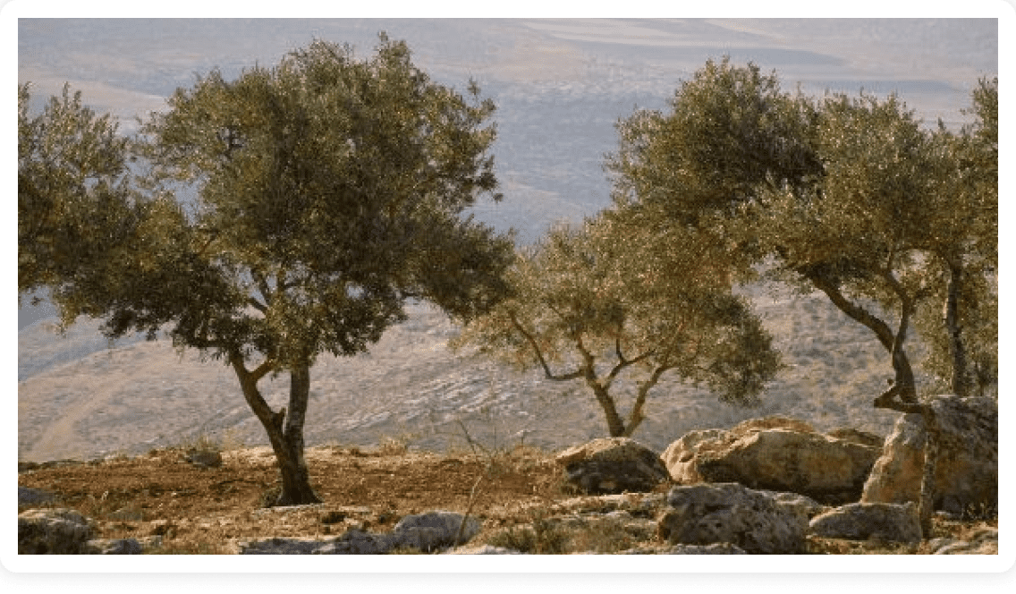 Israel365: Planting Hope: A Tree in Israel for the New Year | Milled