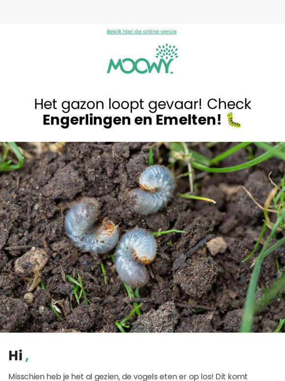 MOOWY: Pas op voor Engerlingen en Emelten! 🐛 | Milled