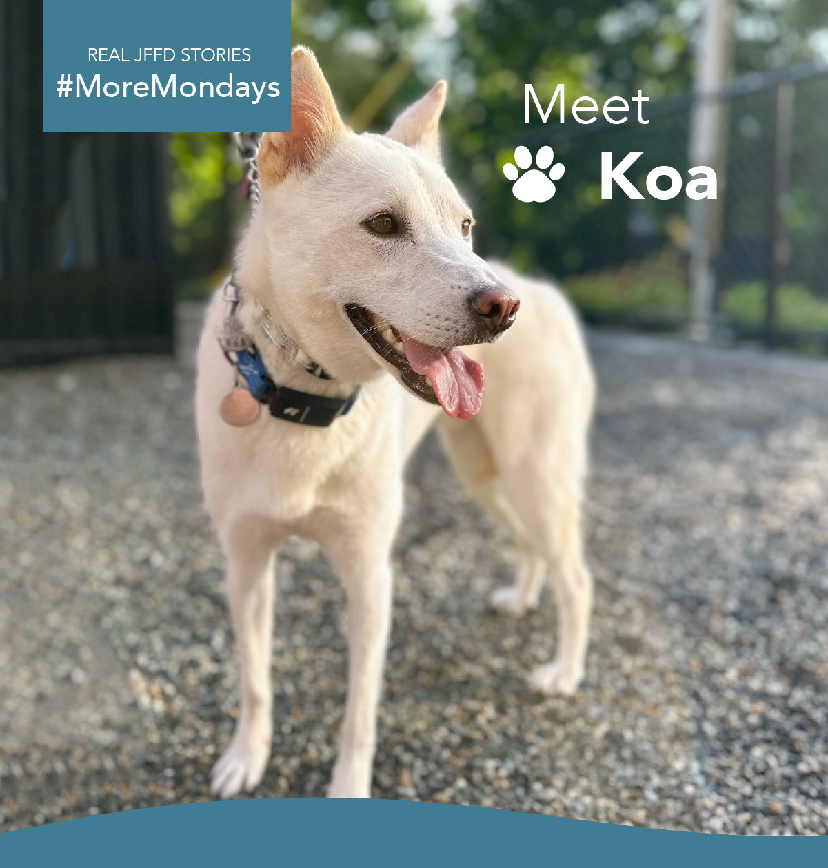 Just Food For Dogs: Amazing Dog Transformations Every Monday: Meet Koa ...