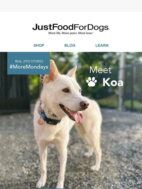 Just Food For Dogs: Amazing Dog Transformations Every Monday: Meet Koa ...