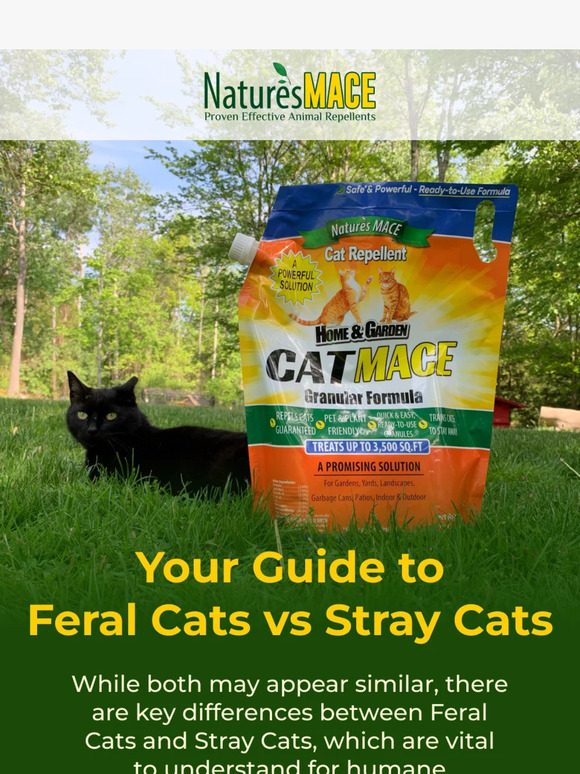 Nature's Mace: What are Feral Cats vs Stray Cats? 🐈 | Milled