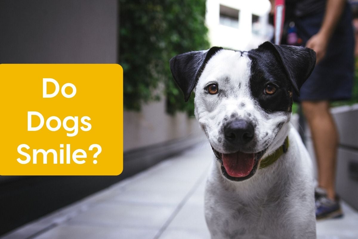 Pupford: [article] Do Dogs Smile?! 😃 | Milled