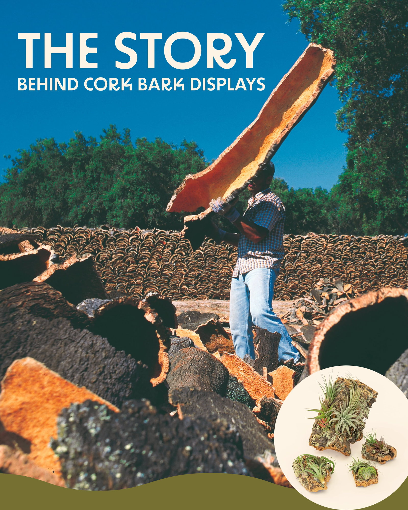 Air Plant Shop: The Story of Cork Bark Displays 🌳 | Milled