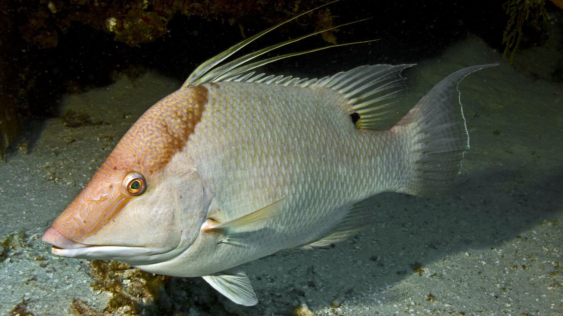 Waterlust: Hogfish Skin Is Crazy | Milled