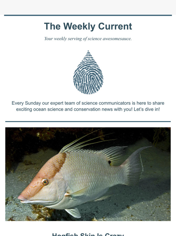 Waterlust: Hogfish Skin Is Crazy | Milled