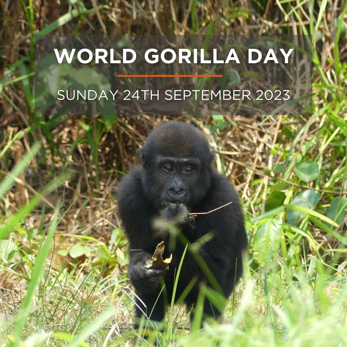 The Aspinall Foundation: Supporter, happy World Gorilla Day 🦍🎉 | Milled