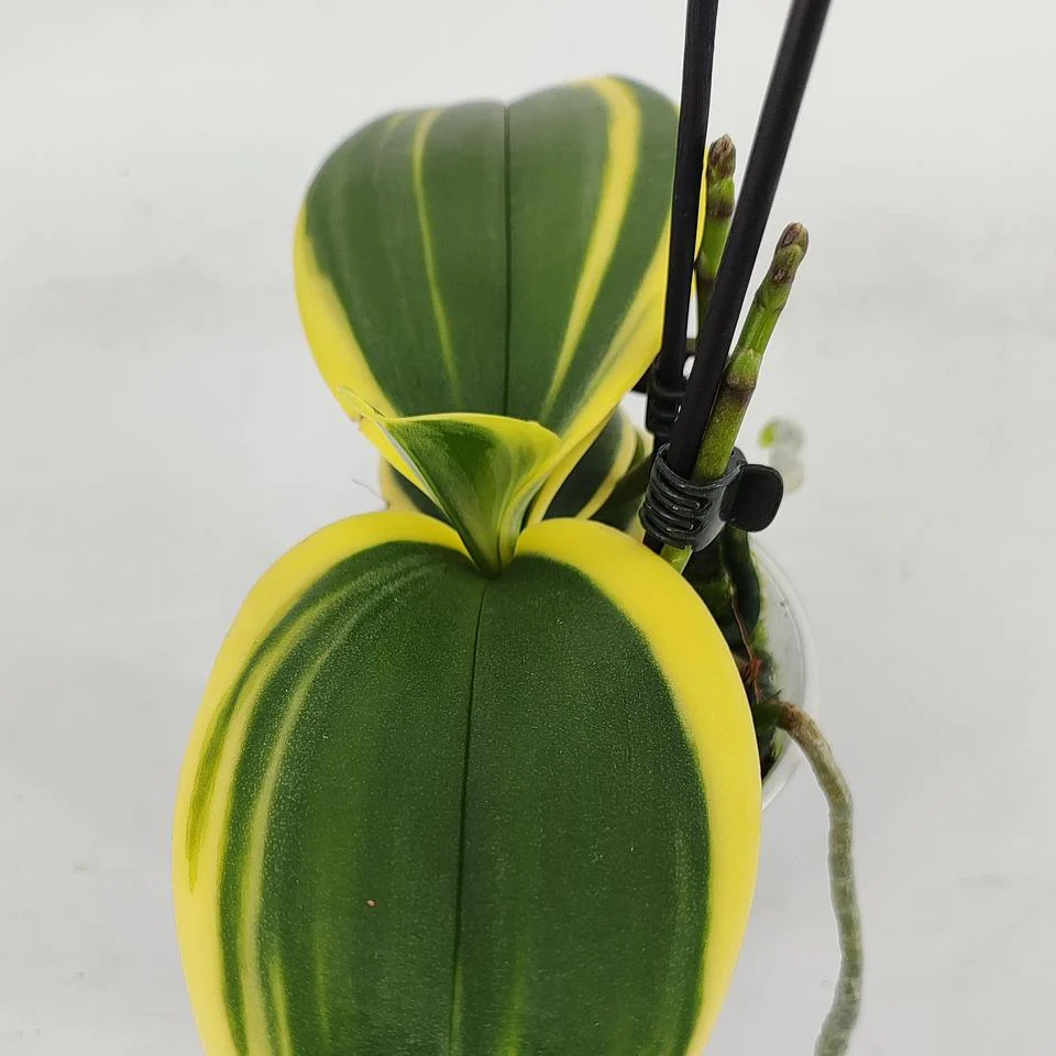 Orchideen Klusmann DE: Heute noch: Dusty Belle und Dendrobium zum Super-Preis | Milled