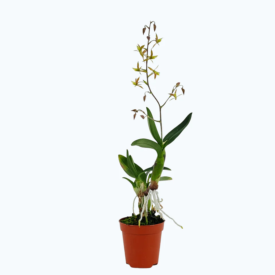 Orchideen Klusmann DE: Heute noch: Dusty Belle und Dendrobium zum Super-Preis | Milled