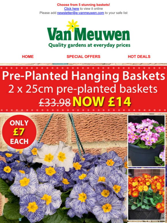Van Meuwen: Pre-Planted Winter Hanging Baskets ONLY £7 each! | Milled
