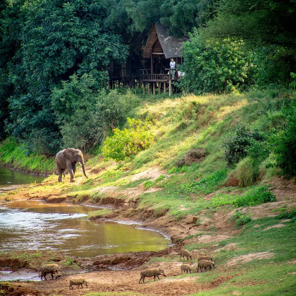 Go2Africa: Why Are African Safaris Expensive? | Milled